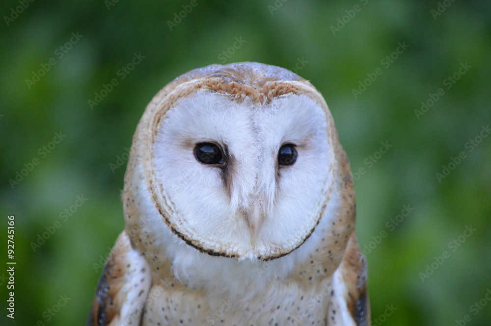 chouette Photos | Adobe Stock