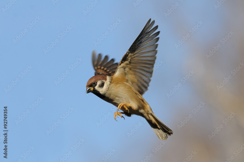 Flying Tree Sparrow against bright blue sky background Stock Photo ...