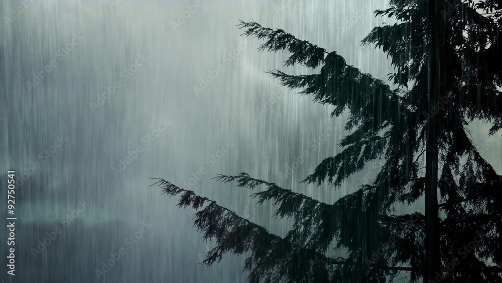Tree Swaying In Wind And Rain Stock Video | Adobe Stock