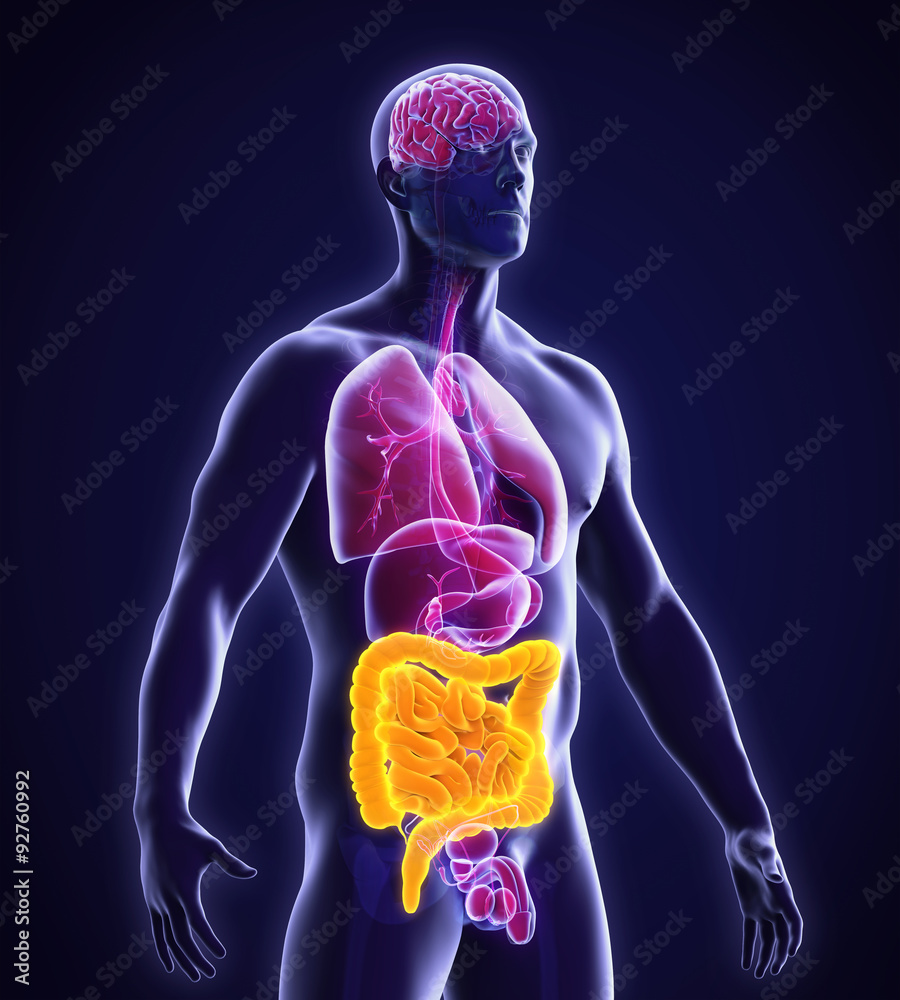 Human Intestine Anatomy Stock Illustration | Adobe Stock