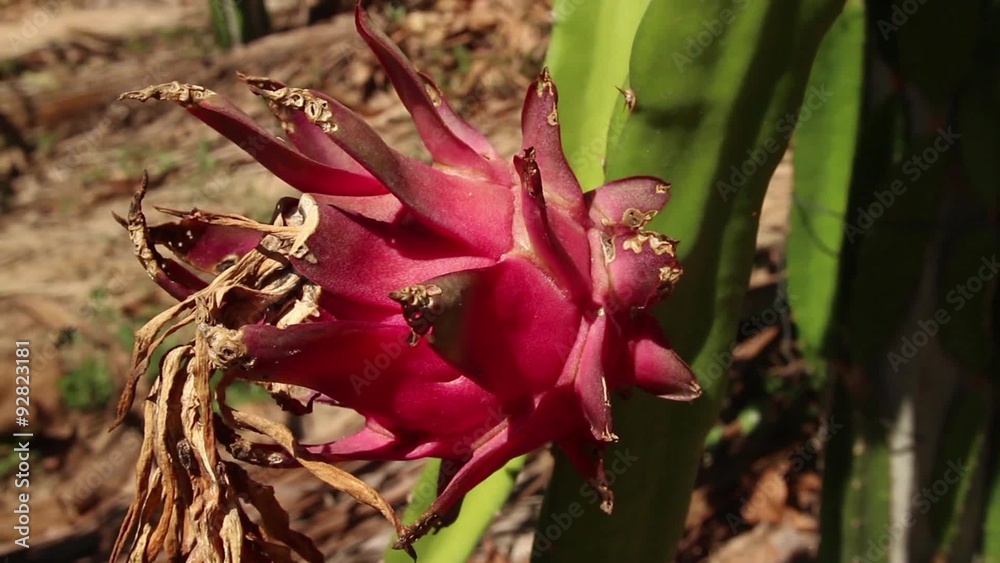 Exotic Asian Dragon Fruit as seen in this side view close up of a very ...