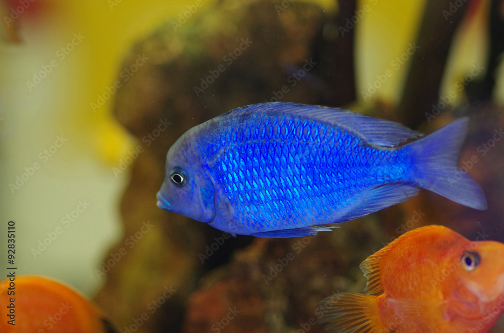 Dolphin Fish For Aquarium