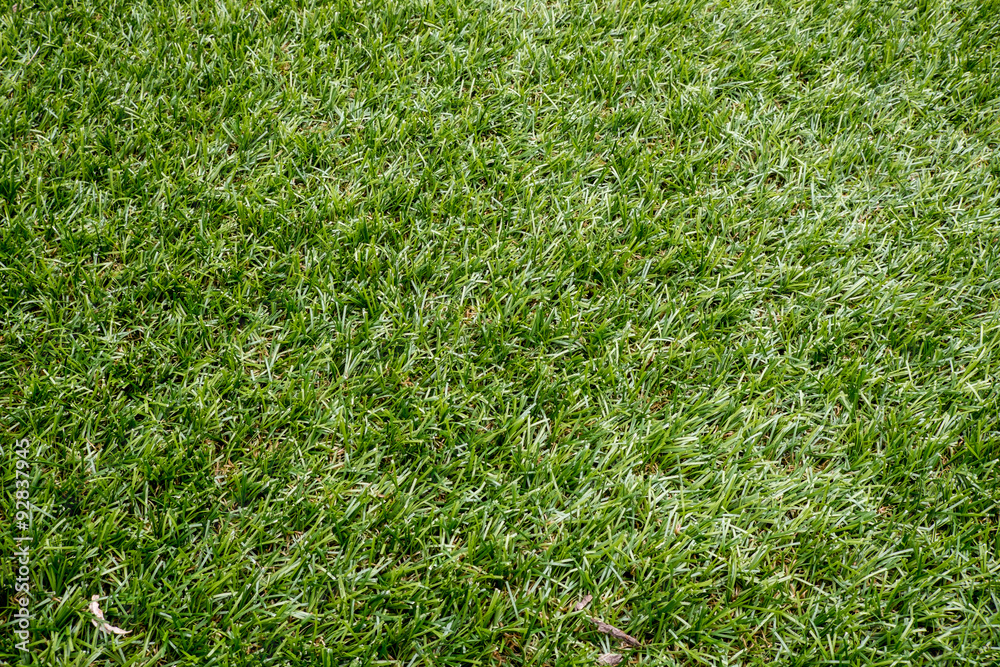 Turf Background Stock Photo | Adobe Stock