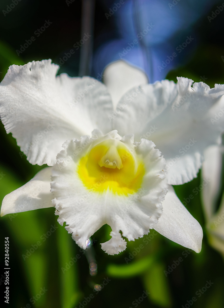 Closeup shot of white BLC. Phet Siam Cattleya flowers. The hybrid ...