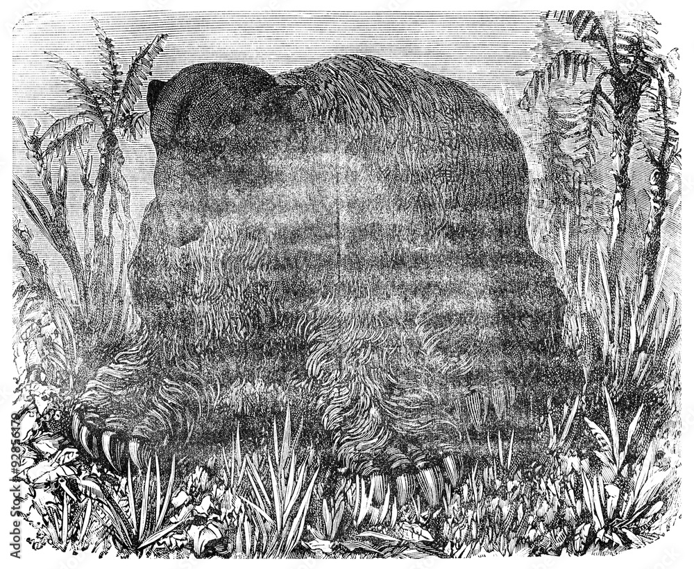 The Megatherium (Pliocene period of South America), vintage engr Stock ...