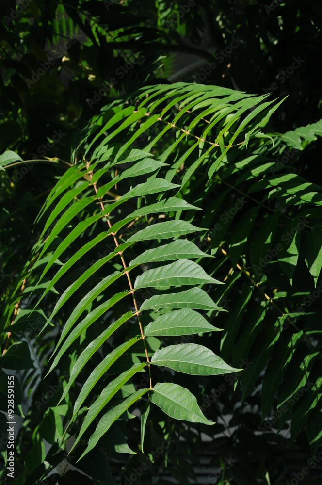 Ailanthus altissima (tree of heaven) is a very invasive plant in Europe ...
