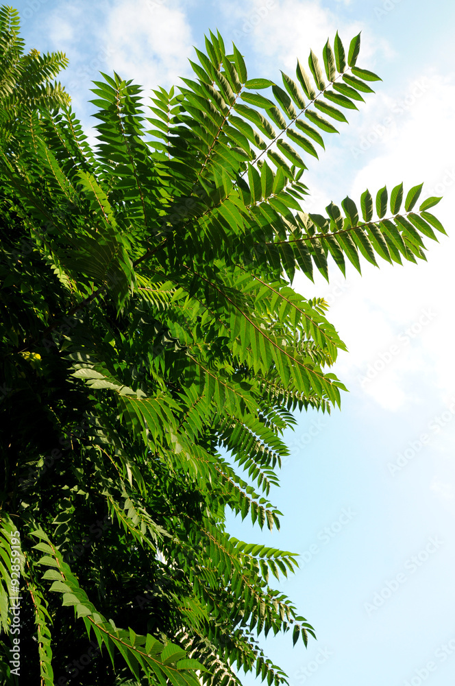 Ailanthus altissima (tree of heaven) is a very invasive plant in Europe ...