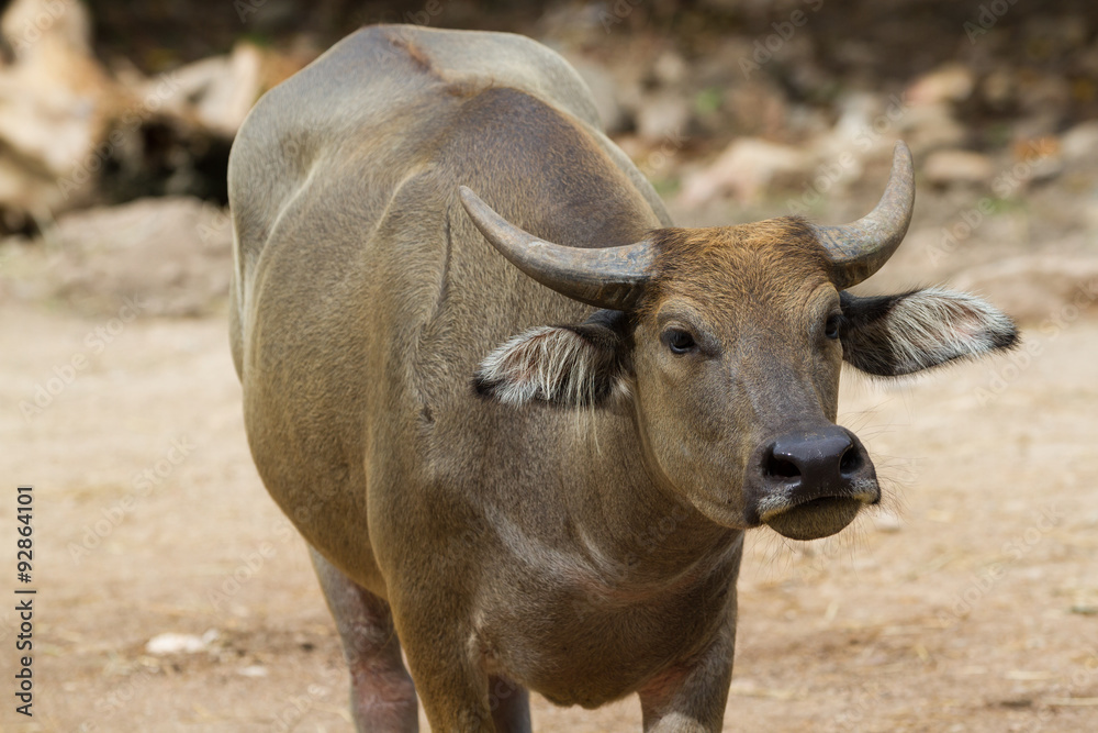 Buffalo Stock Photo | Adobe Stock