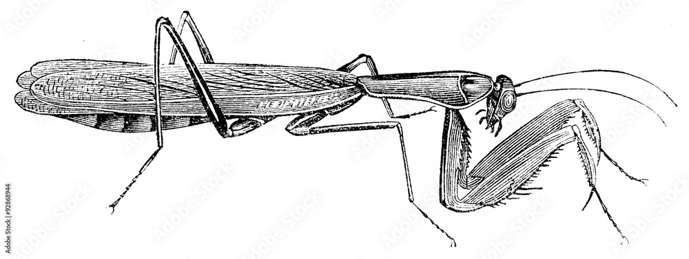 Praying mantis, vintage engraving. Stock Illustration | Adobe Stock