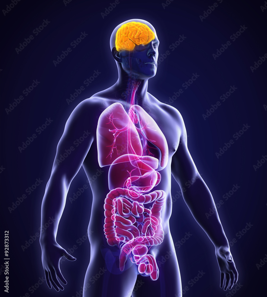 Human Brain Anatomy Stock Illustration | Adobe Stock