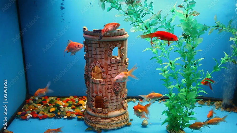 aquarium background calm fish swim grass blue video saver Stock Video ...