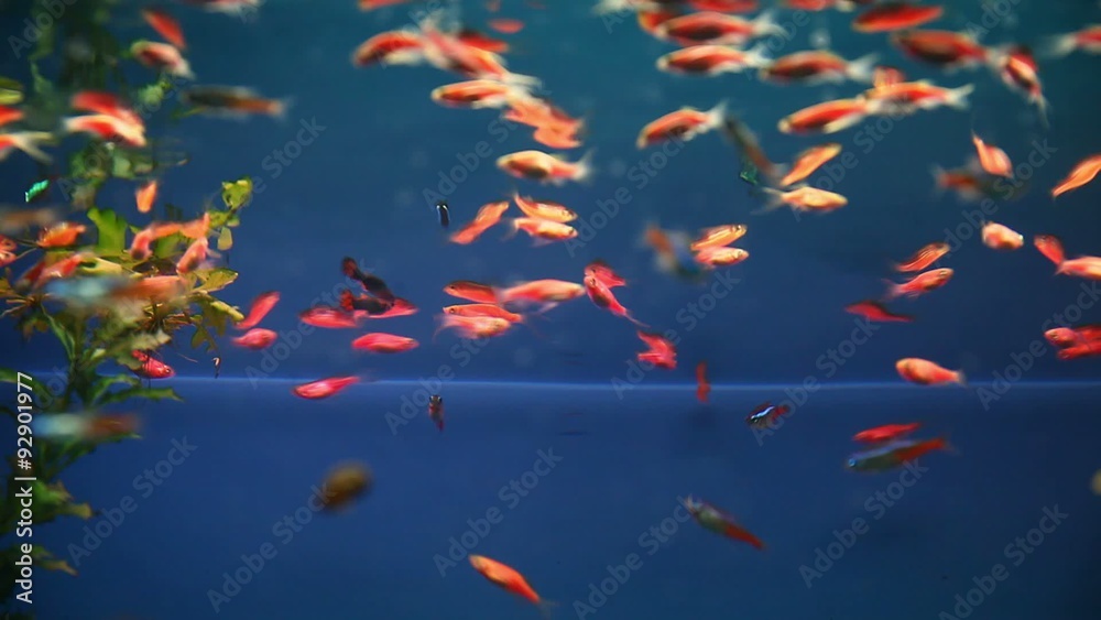 aquarium background calm fish swim blue grass video saver Stock Video ...