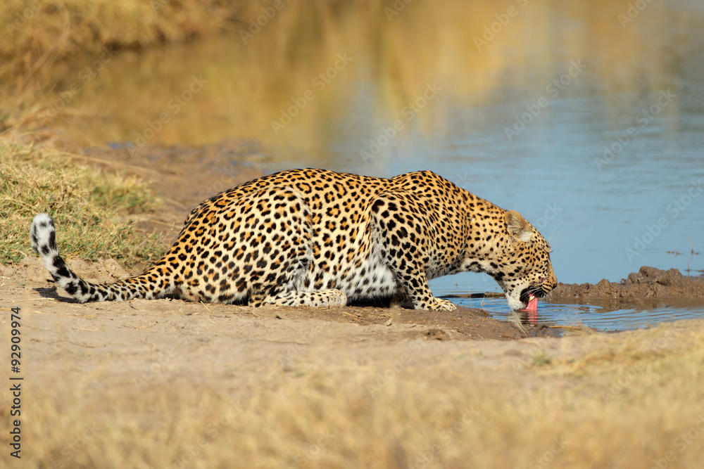 Leopard (Panthera pardus) drinking at waterhole, Sabie-Sand nature ...
