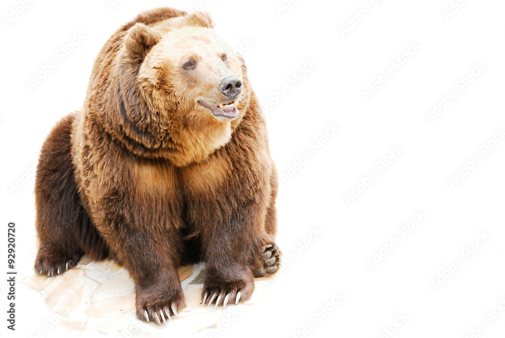 Bear on a white background Stock Photo | Adobe Stock