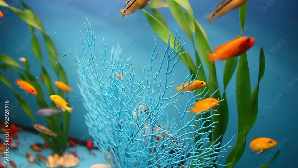 aquarium background calm fish blue swim grass video saver Stock Video ...