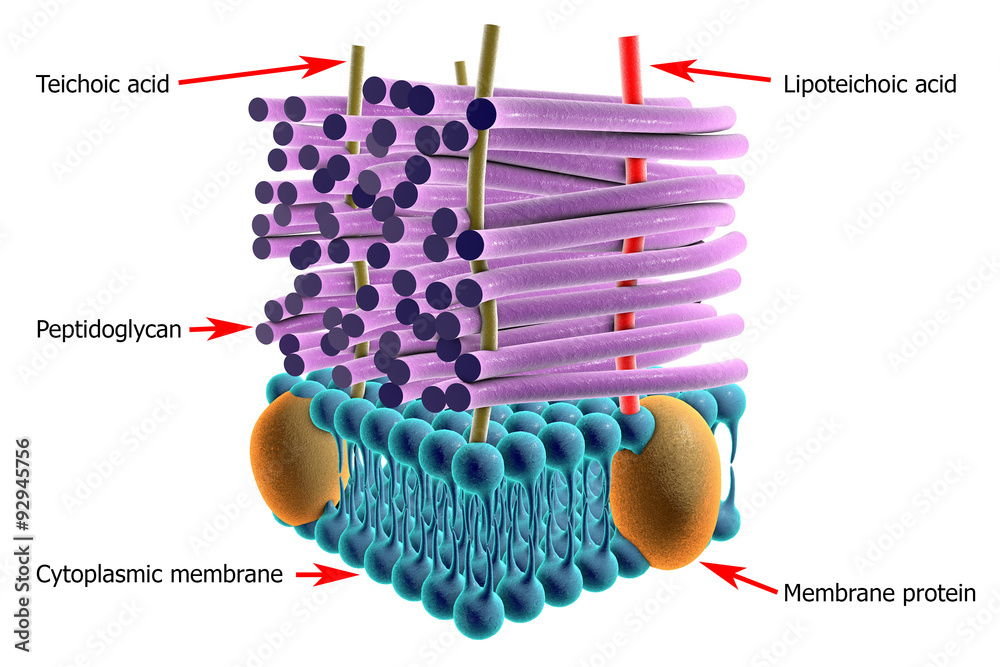 Structure of cell wall of Gram-positive bacteria Stock Illustration ...