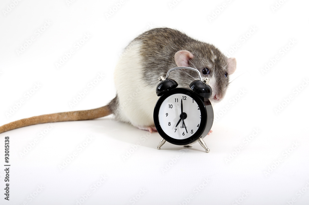 Rat and alarm clock. Stock Photo | Adobe Stock