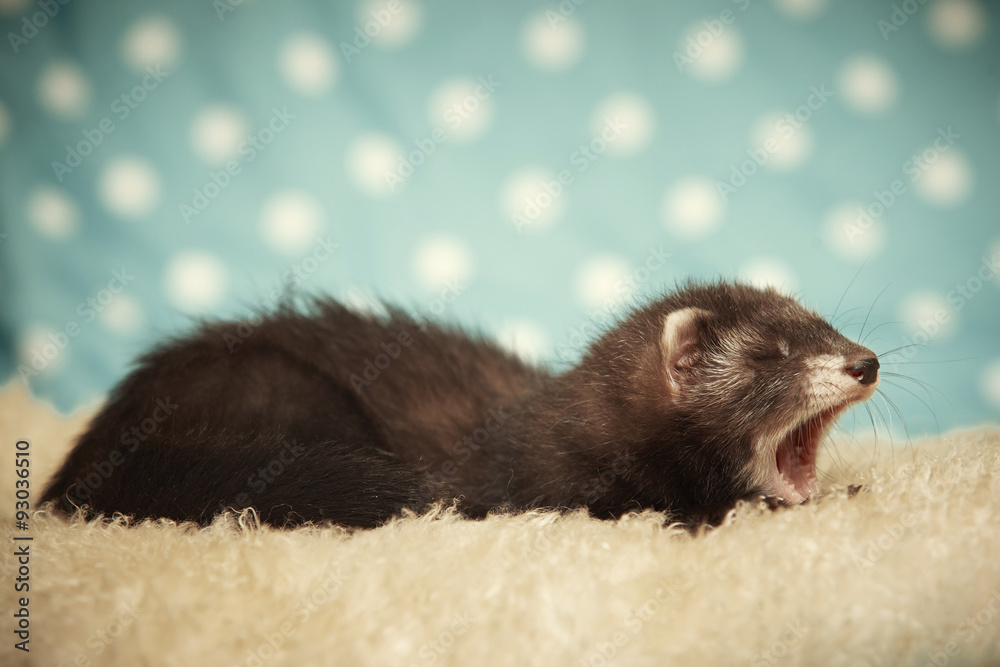 Yawning Ferret
