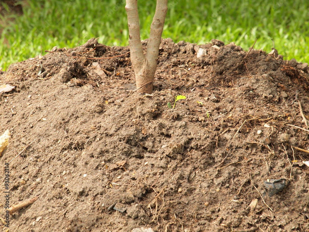Soil under tree Stock Photo | Adobe Stock