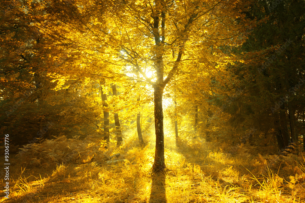 Magical sunny light in golden color autumn season forest landscape ...