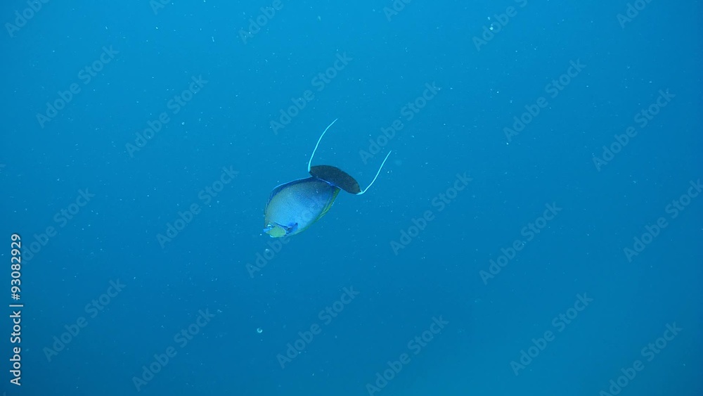 Fish elongated unicornfish (Naso lopezi) floating in the water column ...