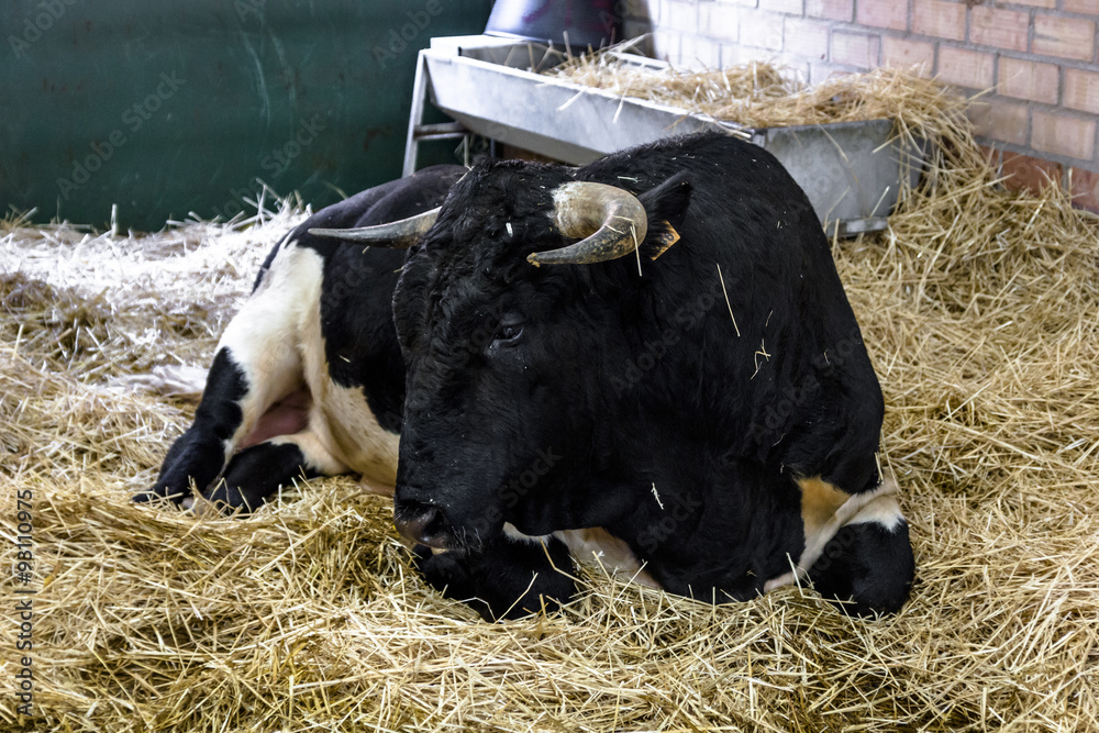 Vaca Berrenda en el establo. Vaca en las cuadras. Subasta de vacas ...