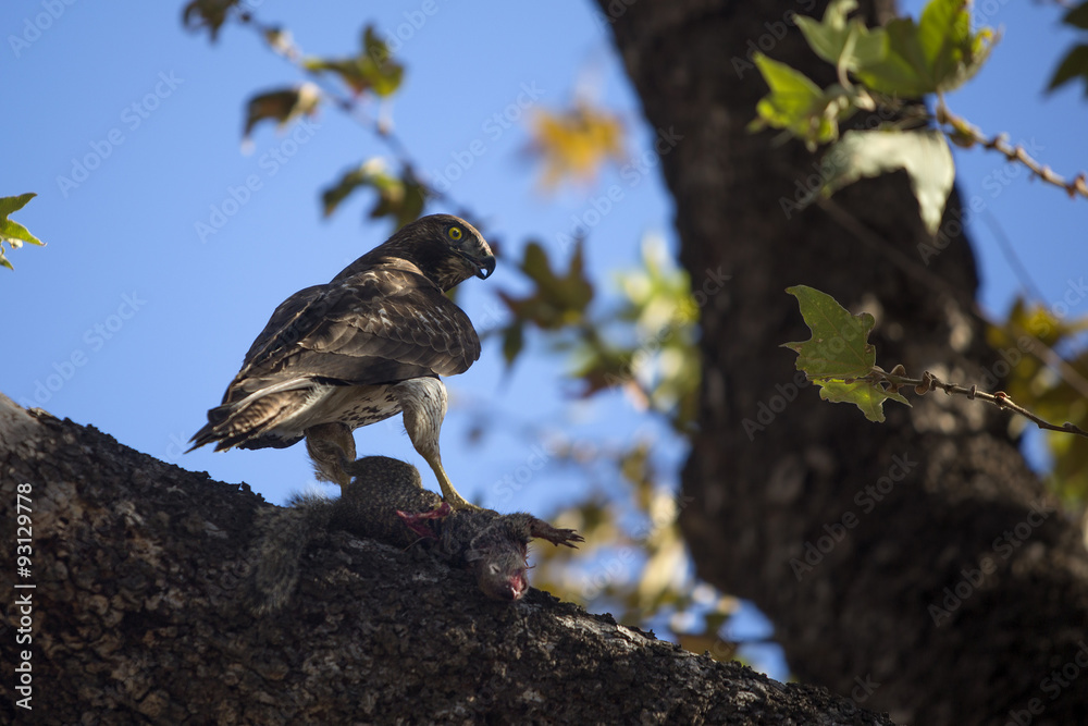 Juvenile Red Tailed Hawk with Prey Stock Photo | Adobe Stock