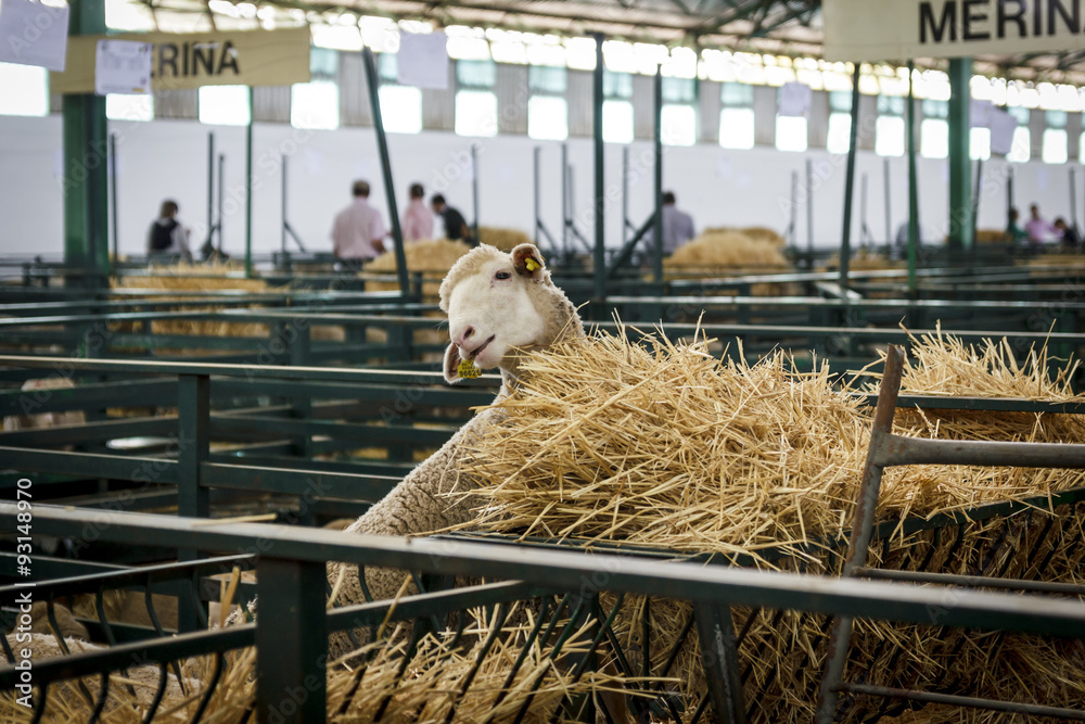 Oveja merina blanca. Oveja merina extremeña. Ovejas en el granero ...