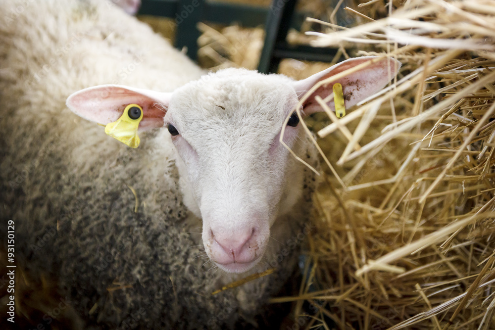 Oveja merina blanca. Oveja merina extremeña. Ovejas en el granero ...