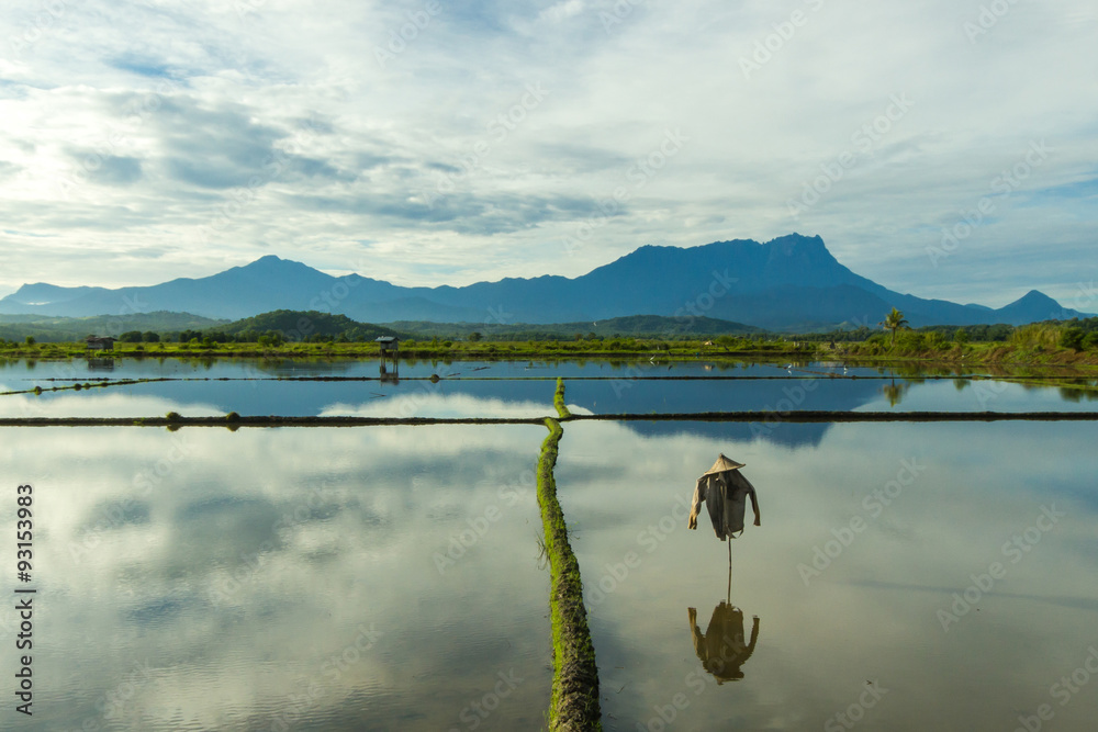 Sabah North Borneo Malaysian landscape with rice field and Mount ...