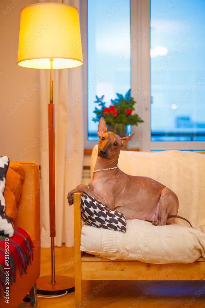 мексиканская голая собака в интерьере Stock Photo | Adobe Stock