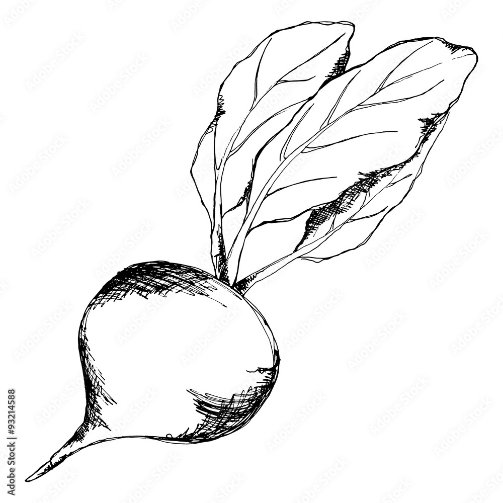 Black and white sugar beet vector line art isolated Stock Vector ...