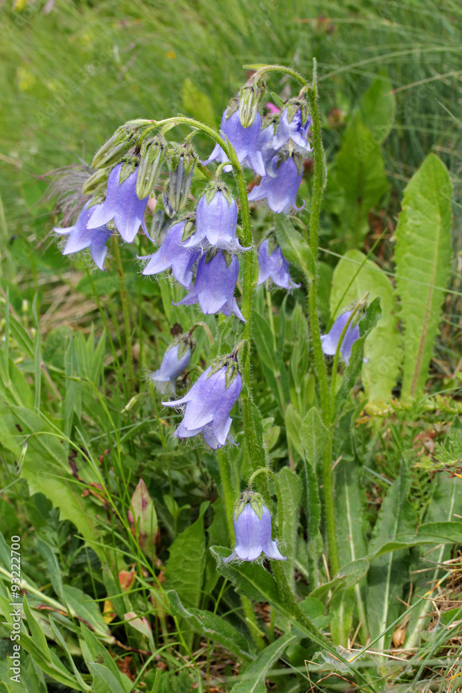 Campanula Barbata