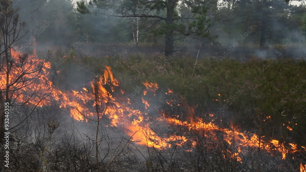 Close view of wood fire. Forest ground fire line. Scene of fire. Stock ...
