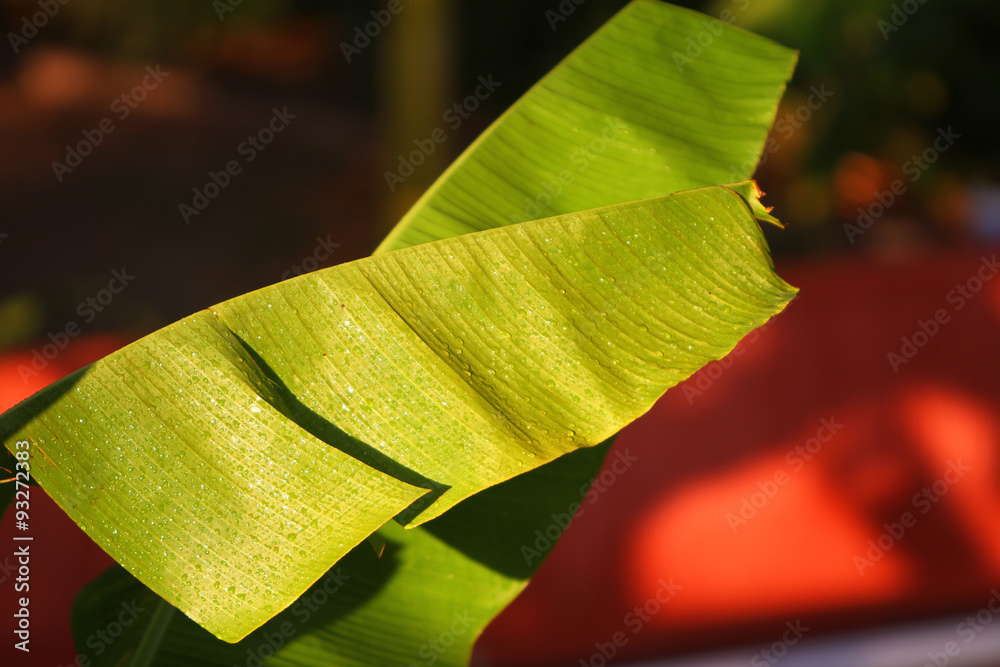 Feuille de bananier Stock Photo | Adobe Stock