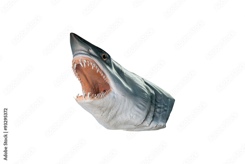 shark head model isolated on white background with clipping pat Stock ...