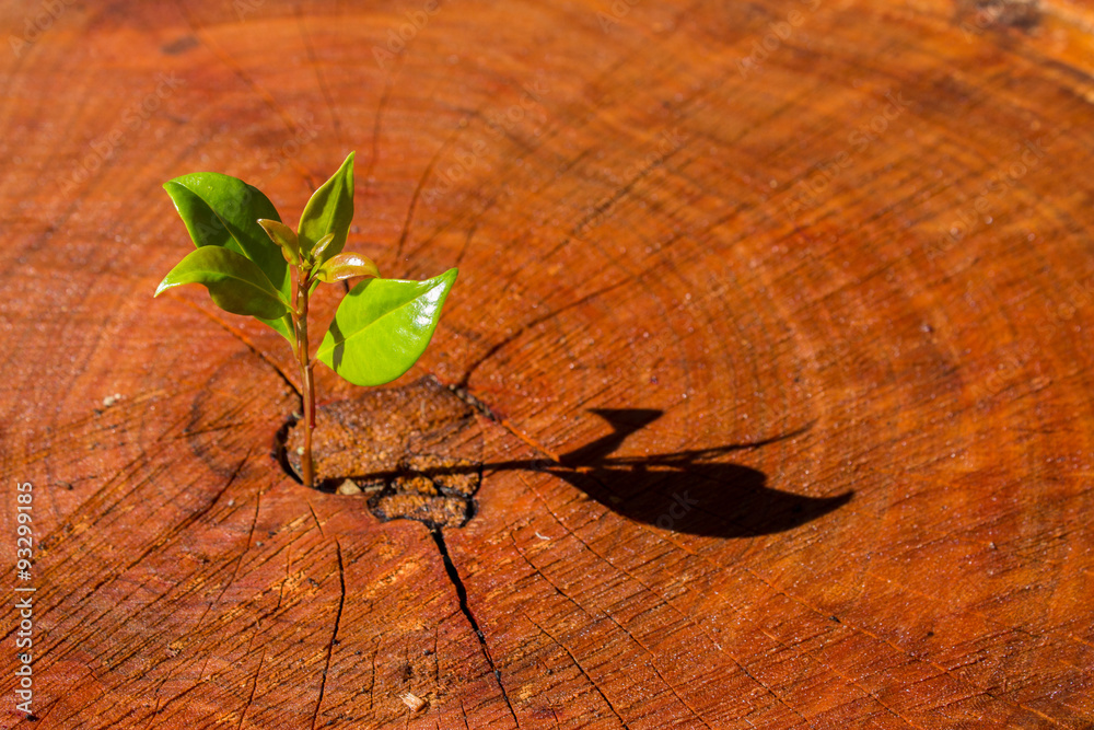 Cut stump of a tree showing trees rings with a new shoots growing out ...