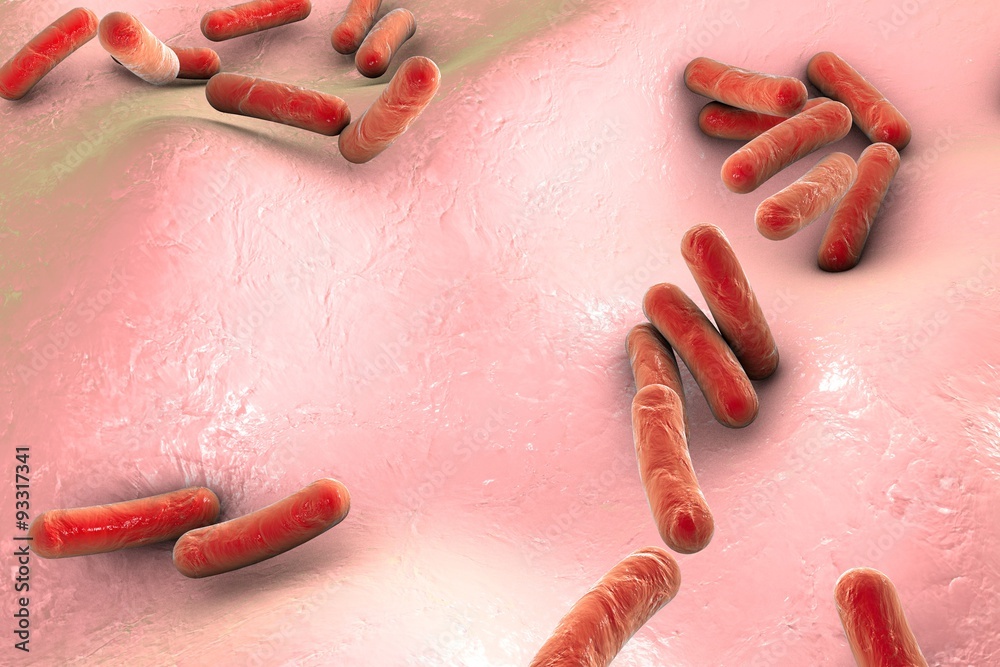 Rod-shaped bacteria on skin or mucous membrane, Escherichia coli ...