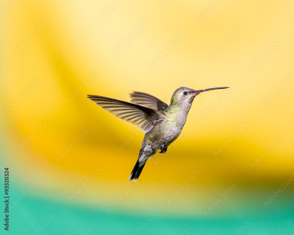 Broad billed Hummingbird. Hummingbird art and crafts. This is a new ...