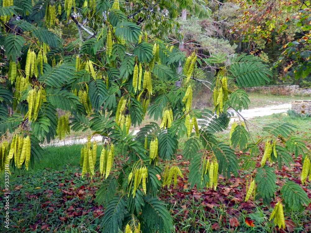 Leaves and seed pods of the Persian Silk Tree or Mimosa (Albizia ...