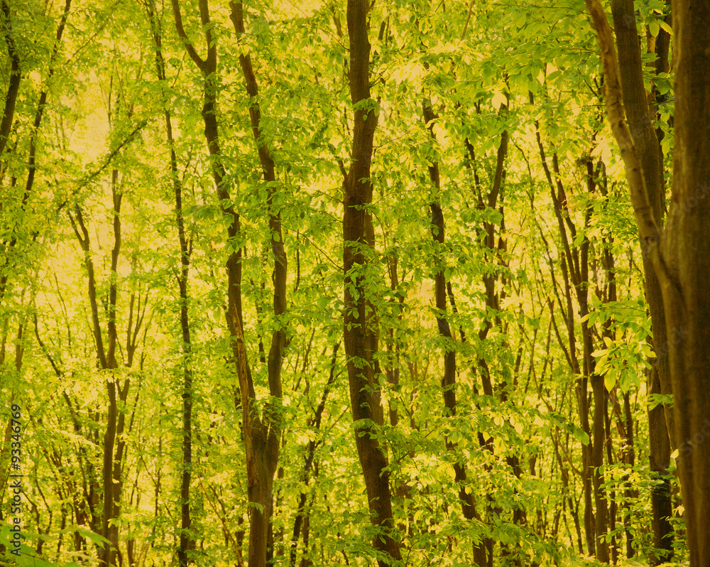 vintage forest background Stock Photo | Adobe Stock