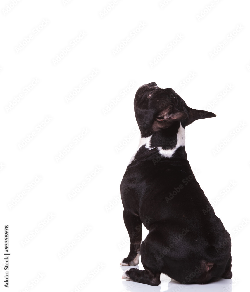back view of a seated french bulldog puppy looking up Stock Photo ...