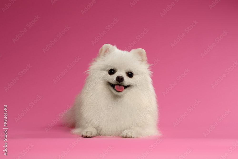 Closeup Portrait of White Spitz Dog on Colored Background Stock Photo ...