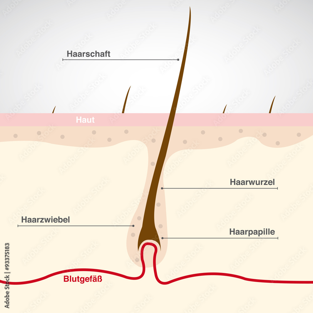 Aufbau Haare Stock-Vektorgrafik | Adobe Stock