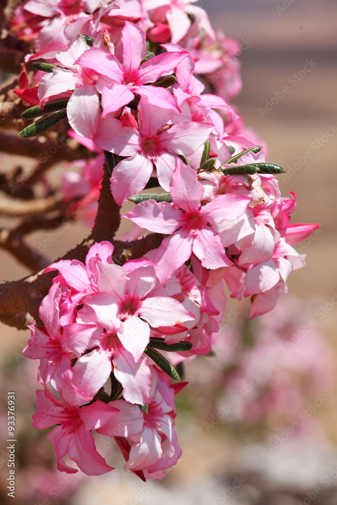 Bottle tree in bloom - adenium obesum - endemic tree of Socotra Island ...
