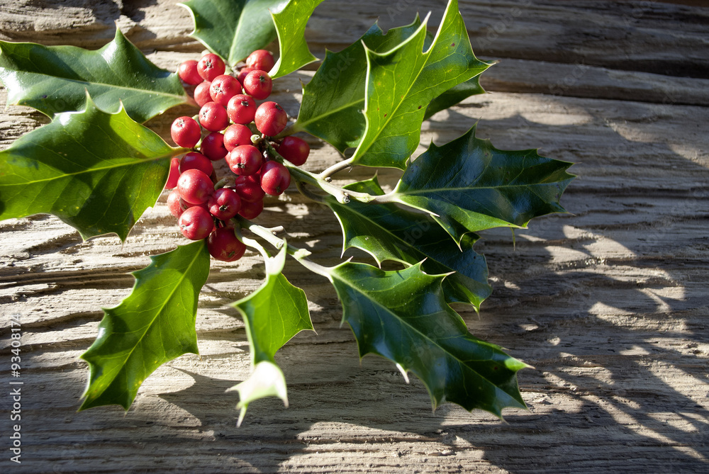 Stechpalme, Ilex Zweige mit roten Beeren auf altem Treibholz / Holz ...