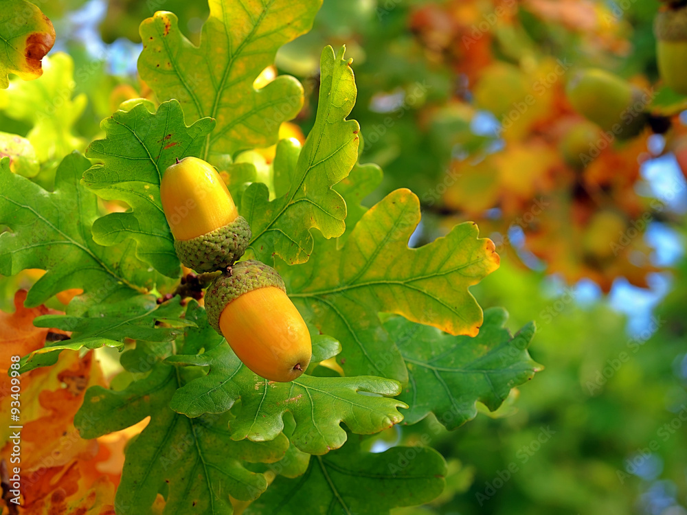 Eicheln am Baum Stock-Foto | Adobe Stock