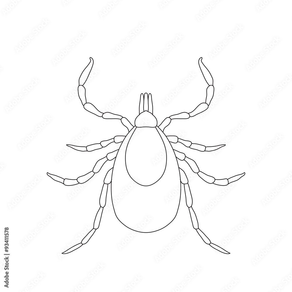 Tick parasite. Sketch of Tick. Mite. Tick isolated on white Stock ...