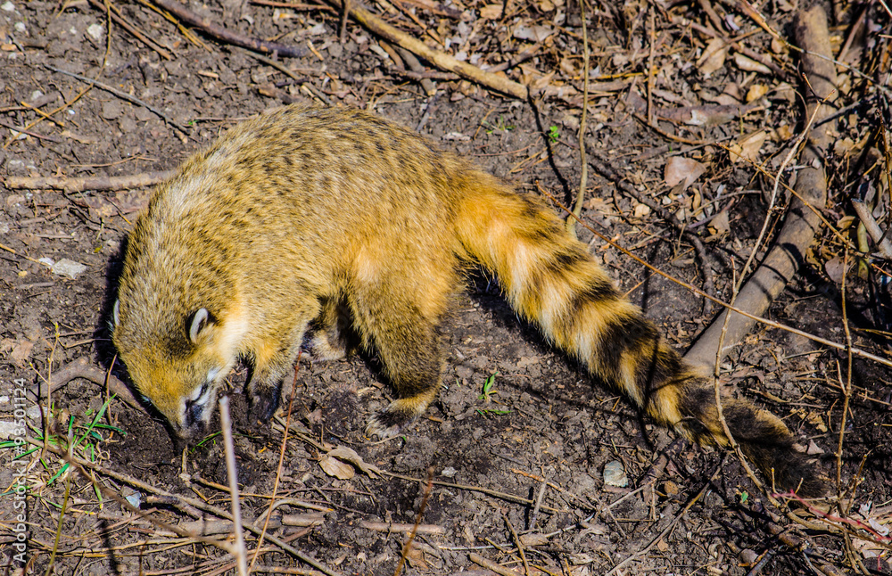 South American coati (Nasua nasua), also known as the ring-tailed coati ...