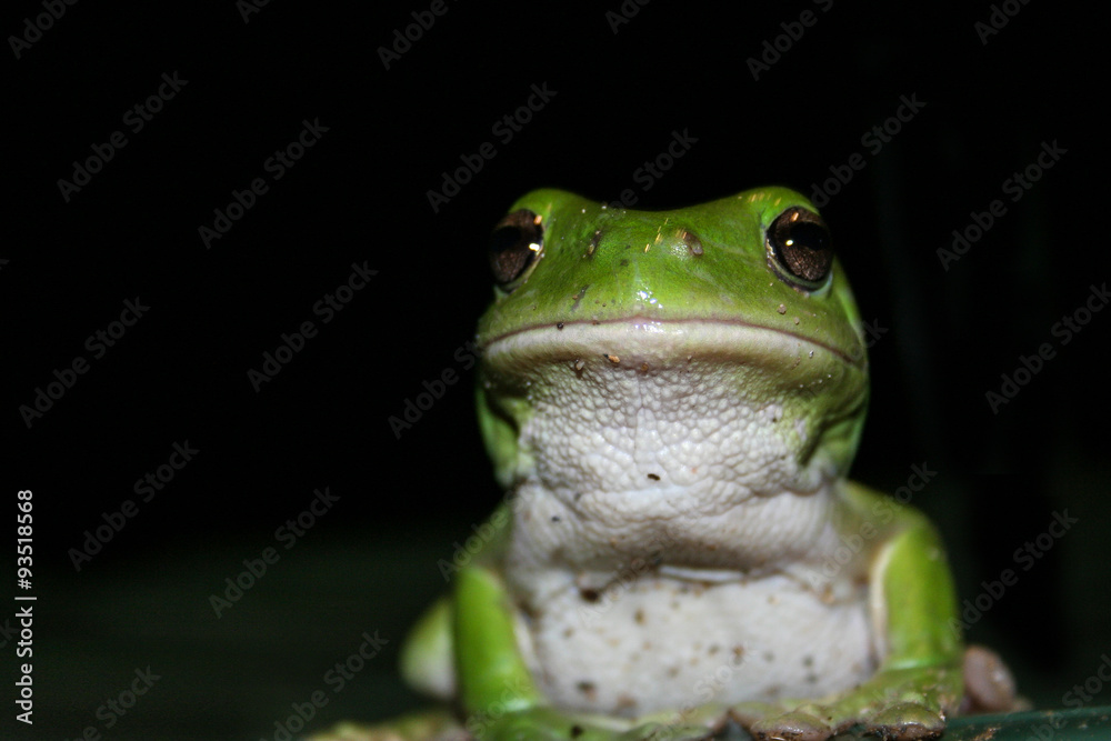 Front on view of green tree frog at night showing its white belly ...